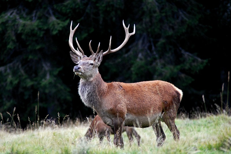 Uccidono un cervo, la Forestale denuncia due giovani bracconieri | La ...